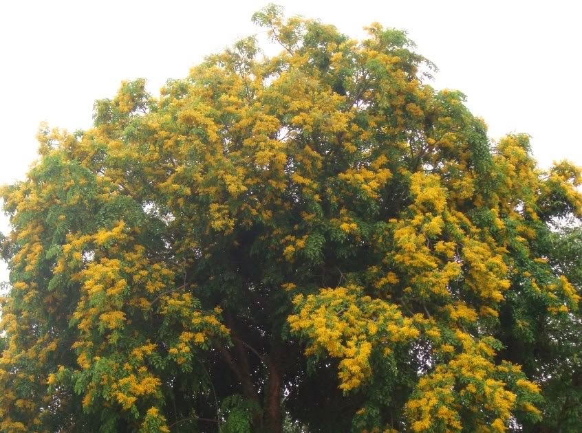 KTemoc Konsiders ........: Angsana