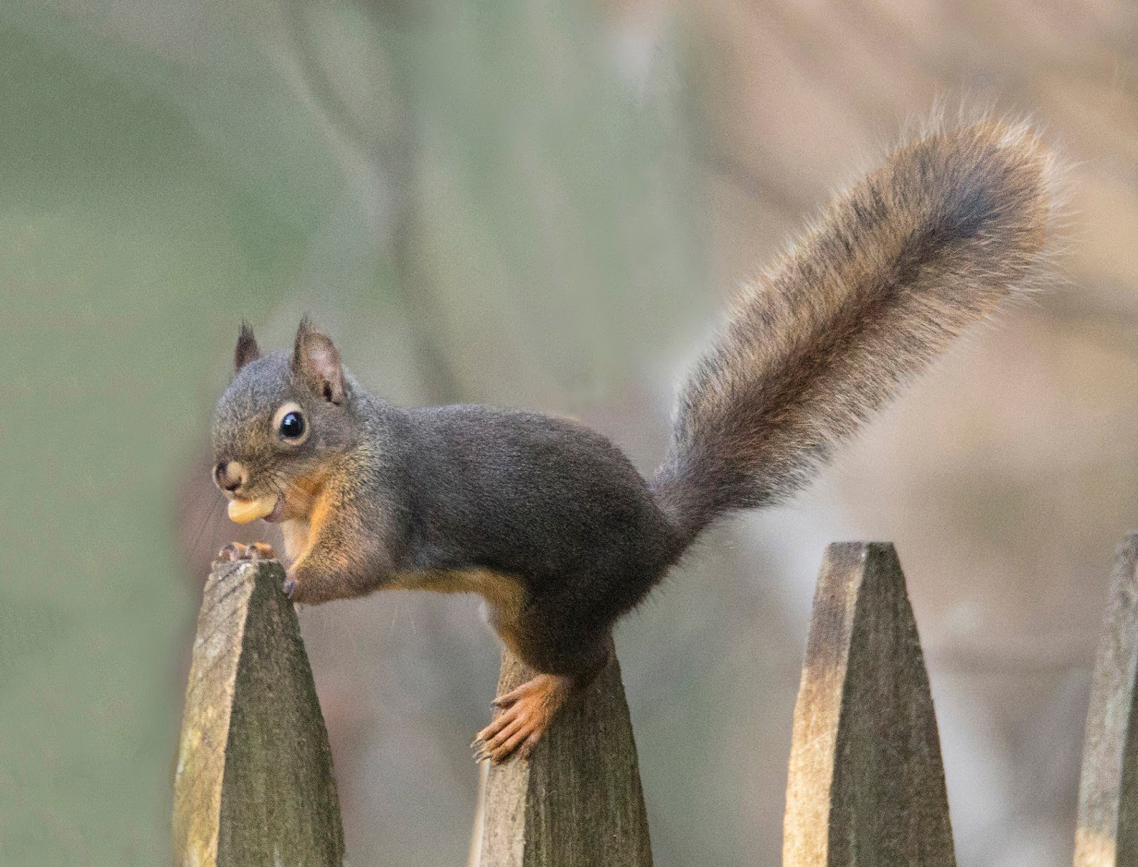 Wild creatures among us: The incomparable Douglas' Squirrel - Word comes