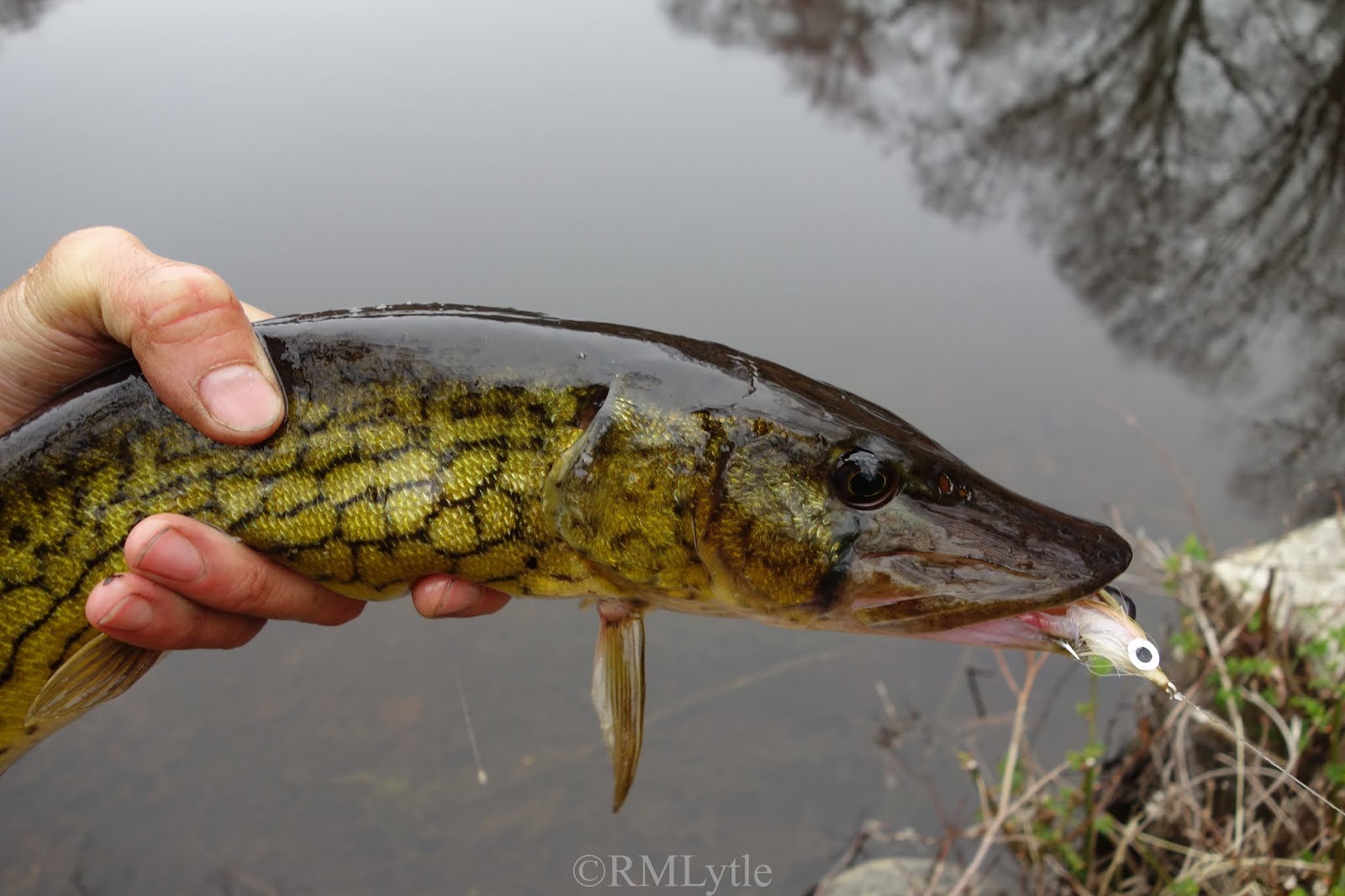 Connecticut Fly Angler: Early Spring Pickerel Pattern