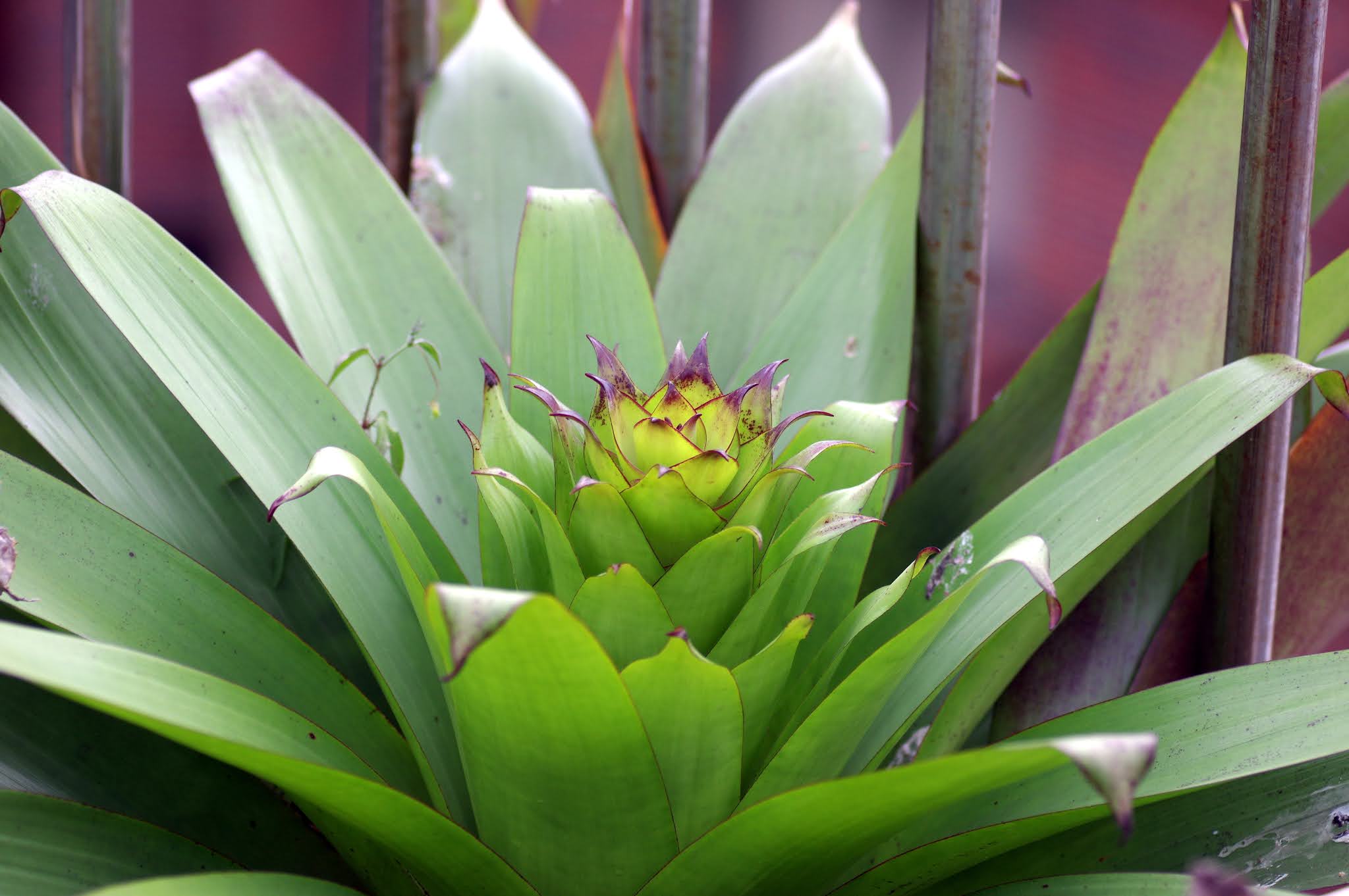 Johnson's bromeliads & falconry: Alcantarea sp