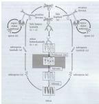 MAKALAH DEUTEROMYCOTA