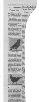 World War 2 History and the WW2 Pigeons: A Different Pigeon Story