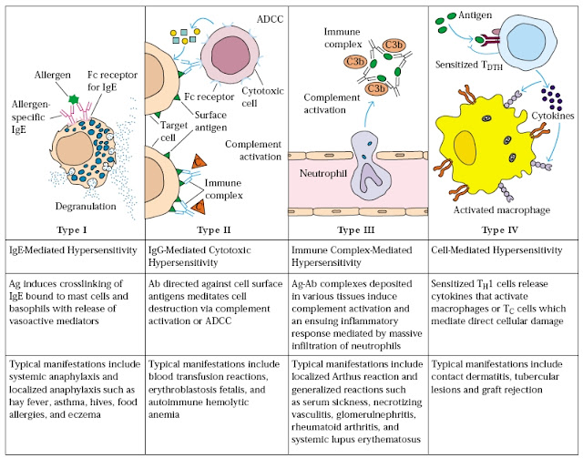 There are FOUR Distinct Types of Allergic Reactions | Fauquier ENT Blog