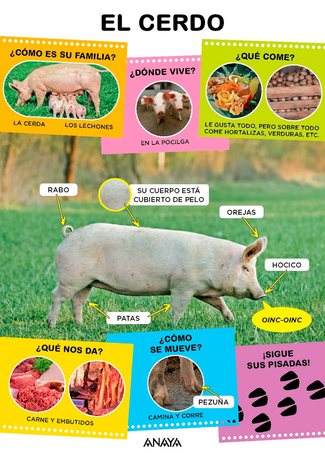 INFANTIL: 3 AÑOS. EL CERDO.