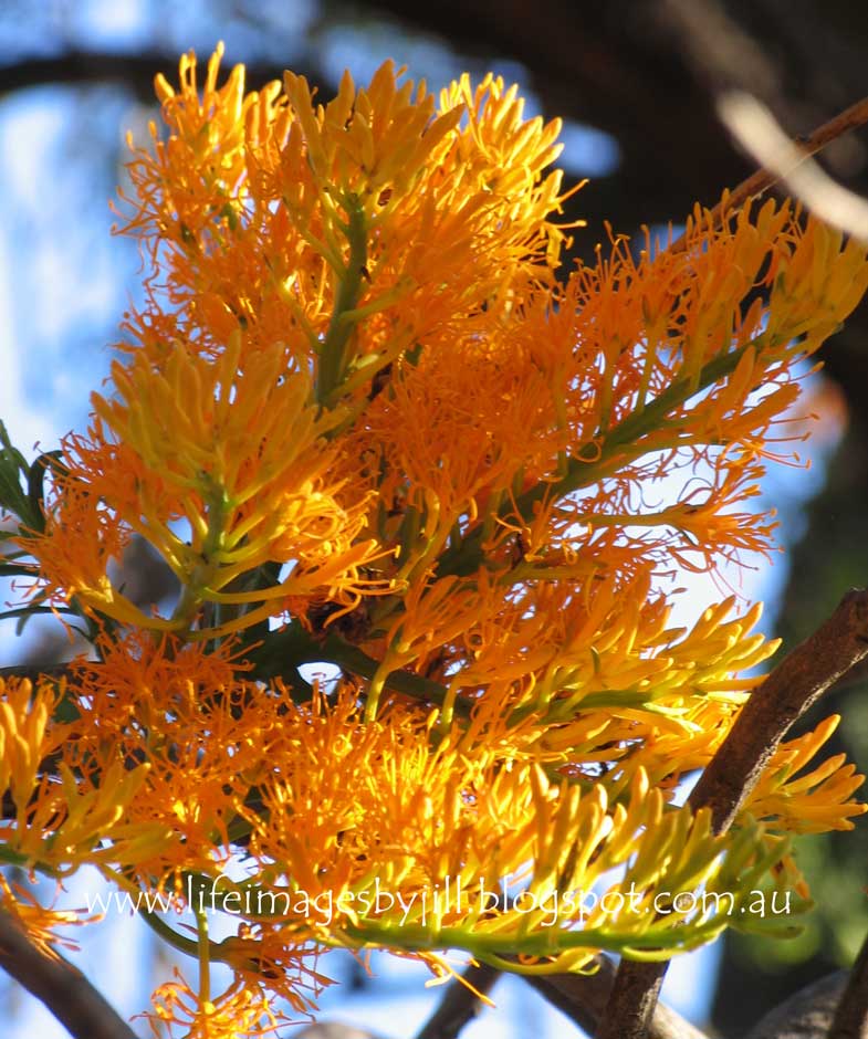 Life Images by Jill: The Western Australian Christmas Tree