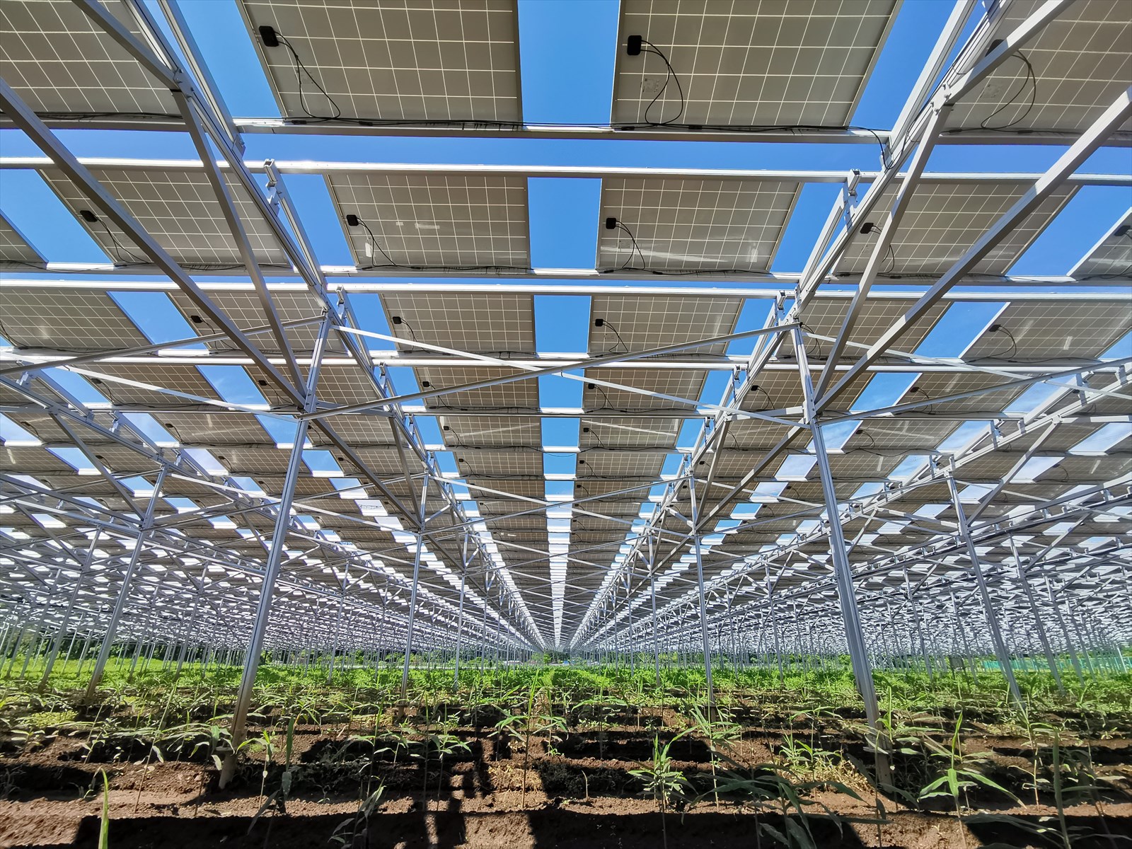 Agrivoltaics Japan: Design Patterns for Agrivoltaics in Japan