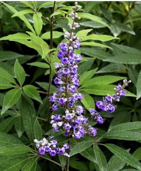 ECOHERBS .....: Nochi [vitex trifolia]