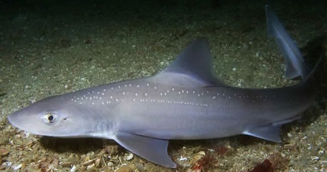 Something Fishy Going On: Most Wanted : Starry Smoothhound.