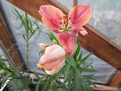 Saskatchewan Lilies ....in progress