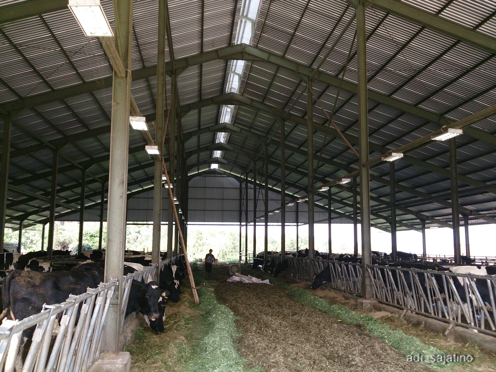 Sistem Perkandangan Ternak Sapi Perah - Diary Ternak