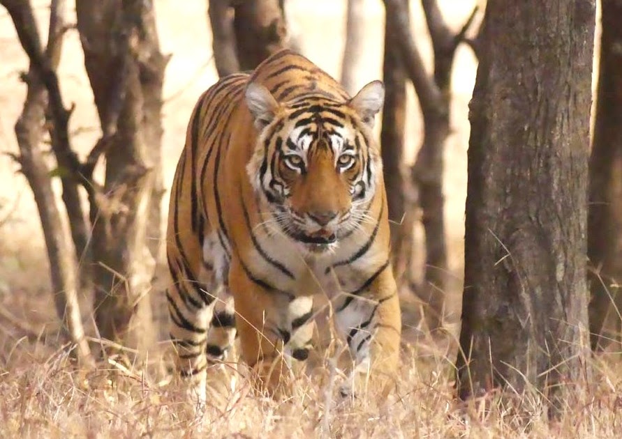 Wild life Magazine : Ranthambore National Park: The world famous ...