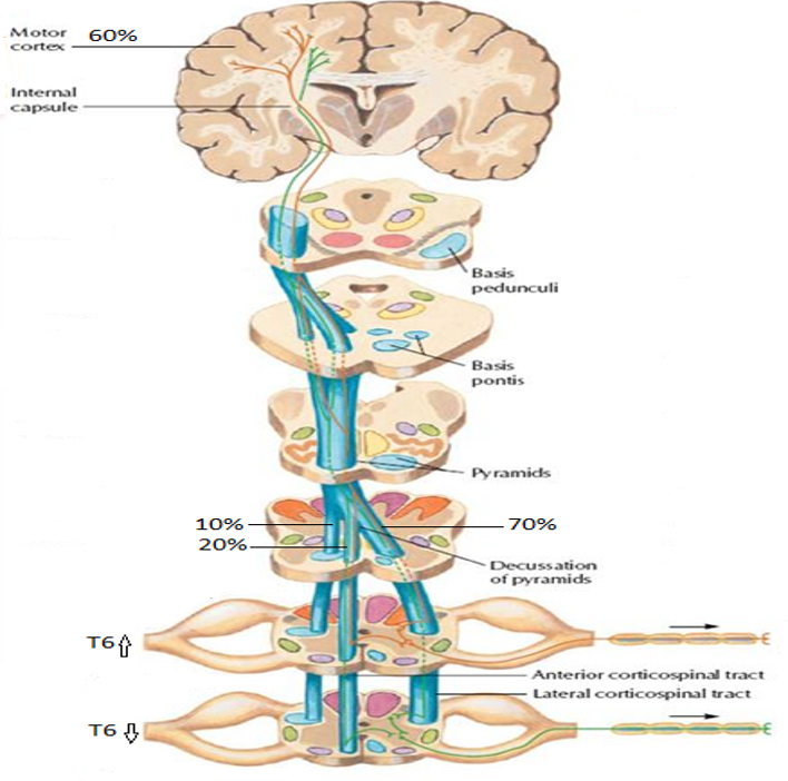 Neuroaprende : Tracto Corticoespinal