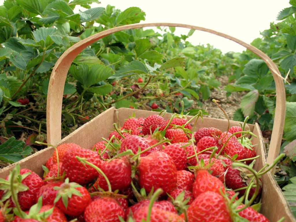 [Guest Post] How to pick the perfect pack of strawberries by Casey ...