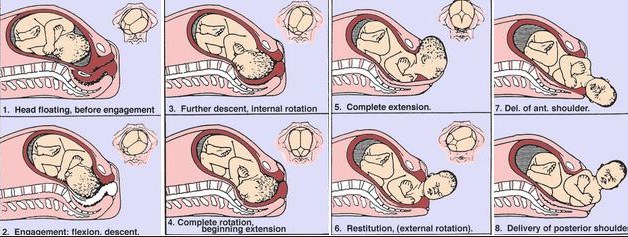 58 Langkah Asuhan Persalinan Normal | Cuvantul Dincuvinte