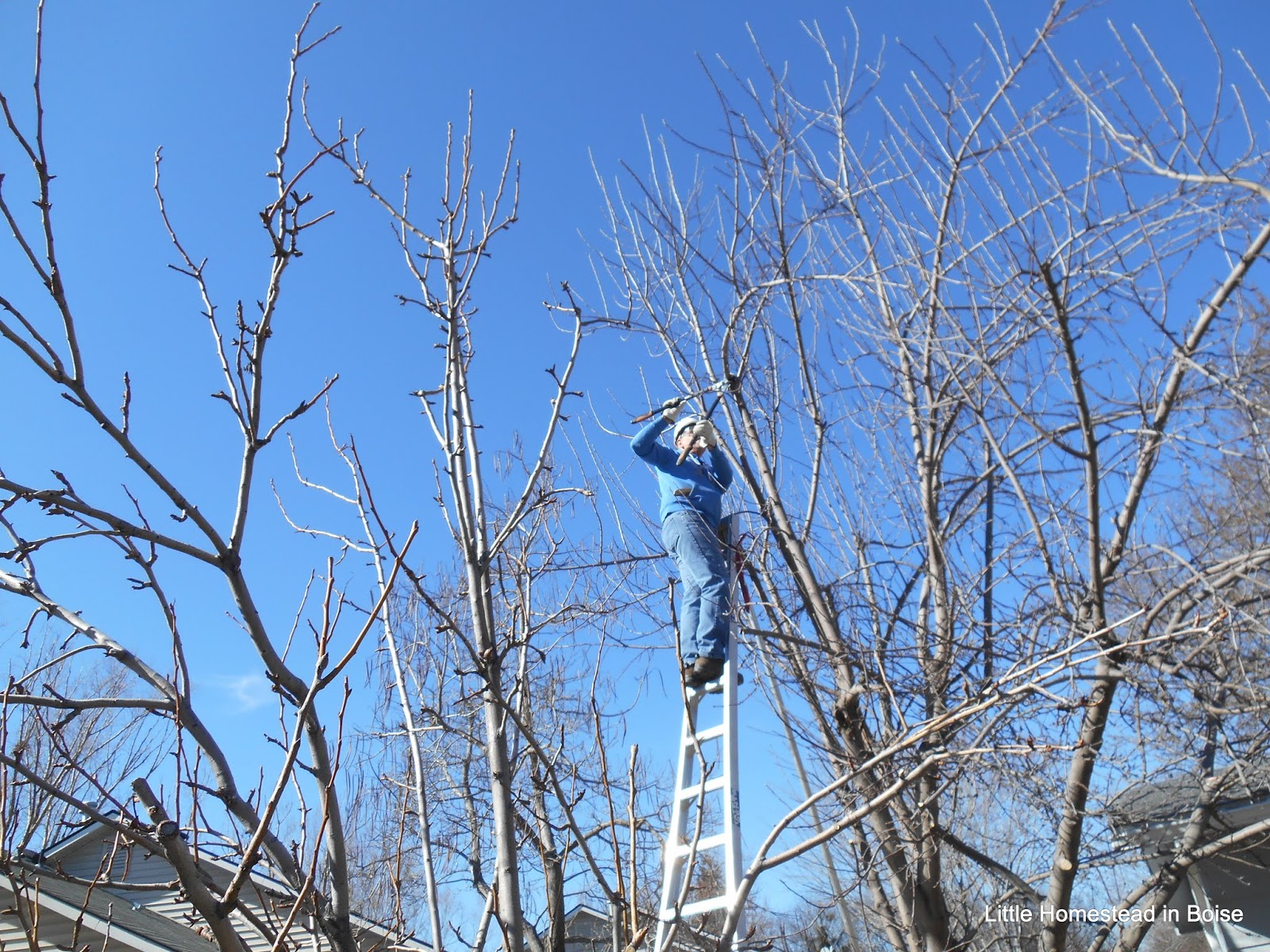 Little Homestead In Boise : DIY Large Fruit Tree Pruning, Homemade ...
