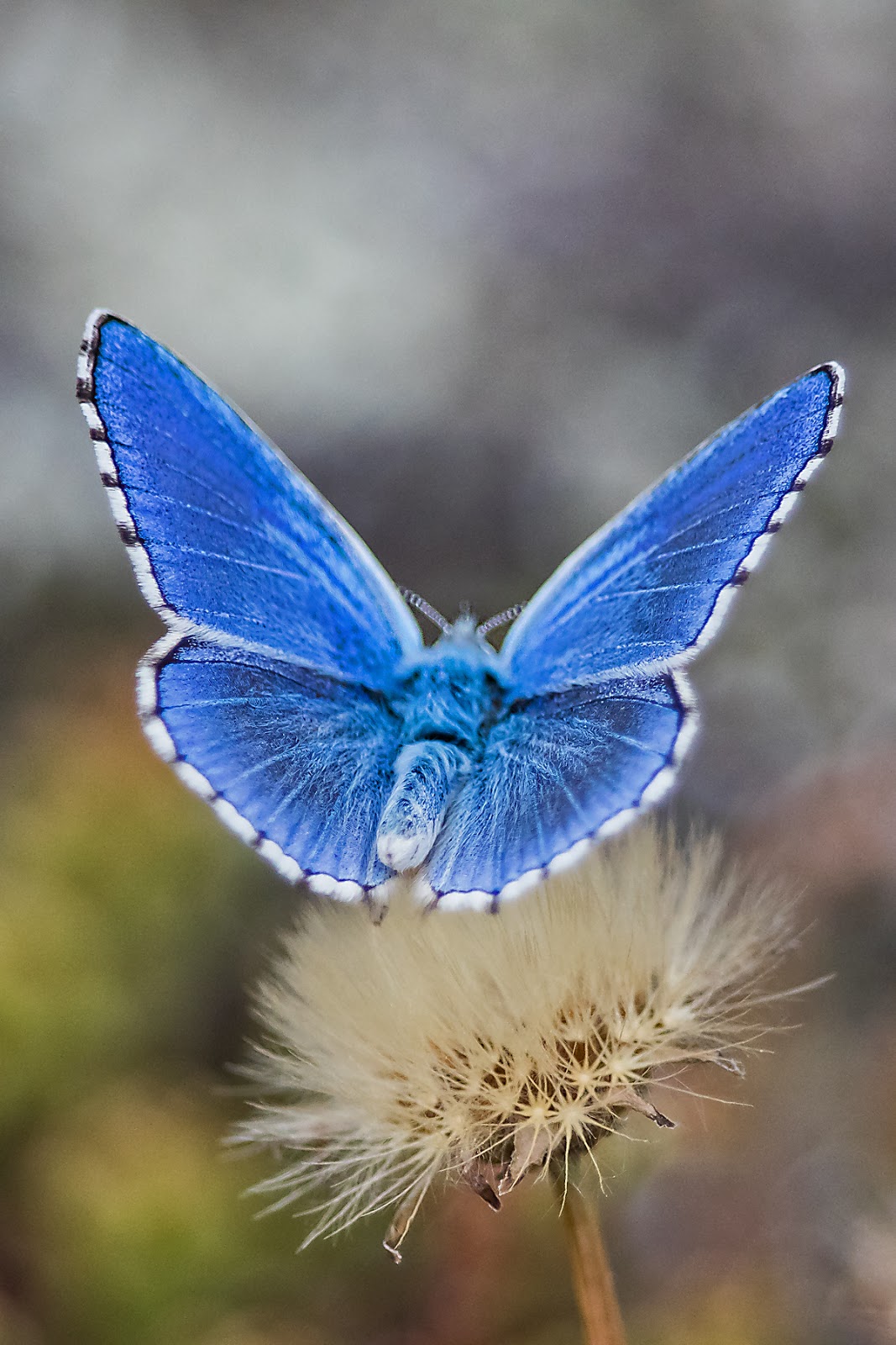 Butterflies, Dragonflies, Moths & other Insects: Adonis Blue