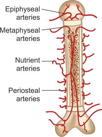 Simple Anatomy: Blood supply of long bone
