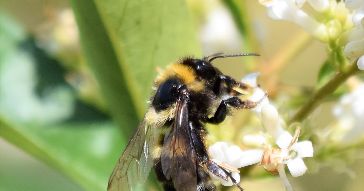 Imagens da vida animal: Abelha-de-mel (Apis mellifera)