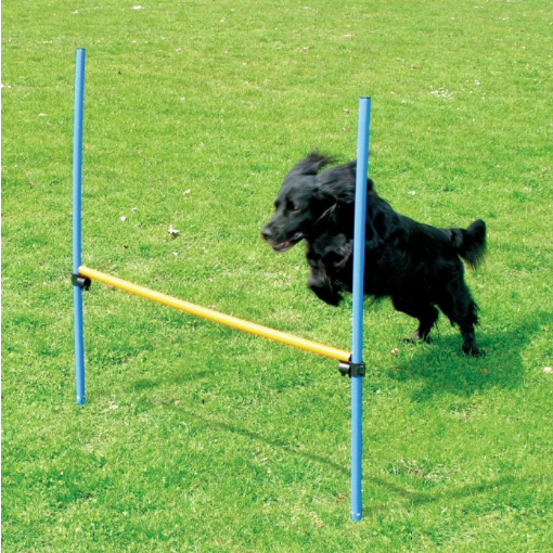 how to teach your dog agility training at home