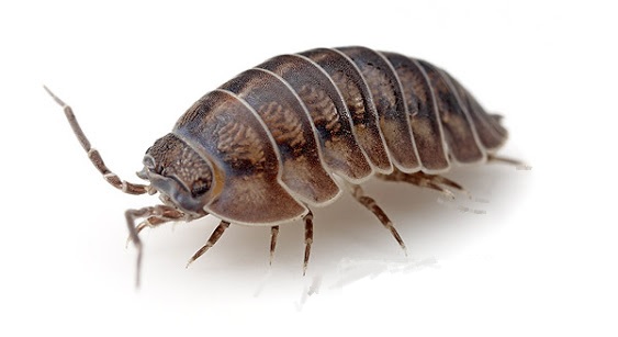 BIOLOGIA PARA A VIDA : ARTRÓPODES