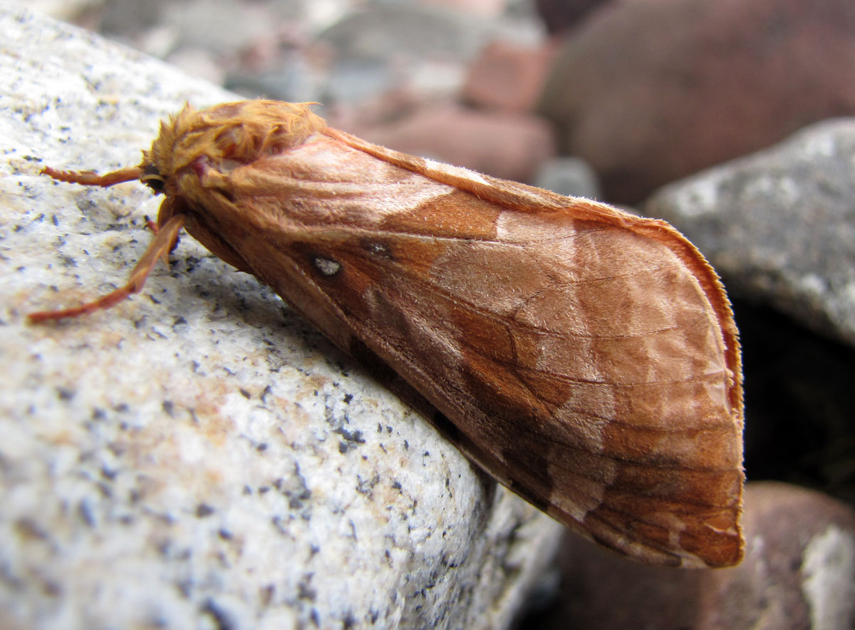 North Shore Nature: Marvelous moths from the north (mostly)