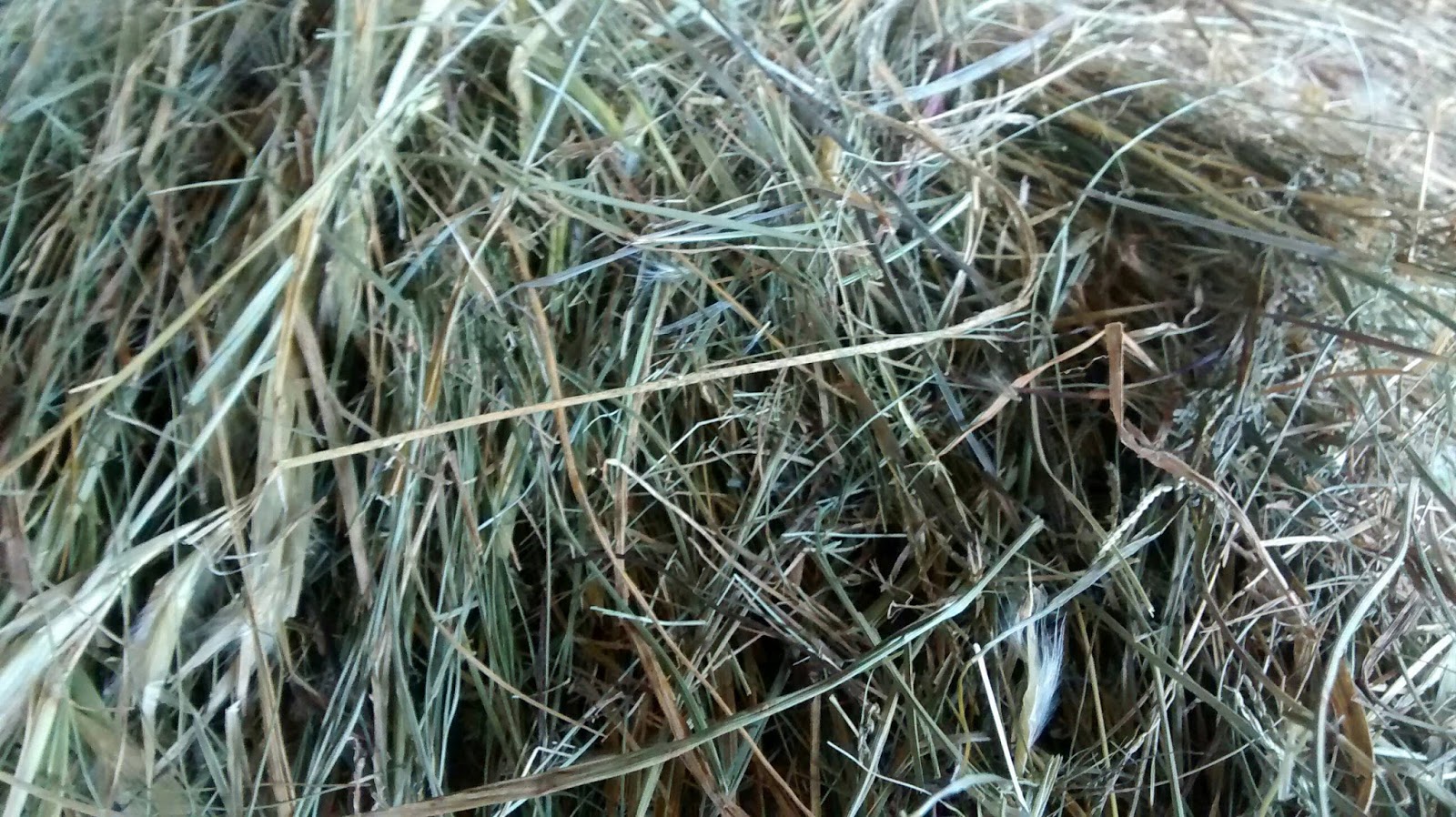 White House Farms: Beautiful Ky Horse Hay