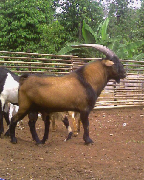 NAMBO FARM : KAMBING UNGGUL