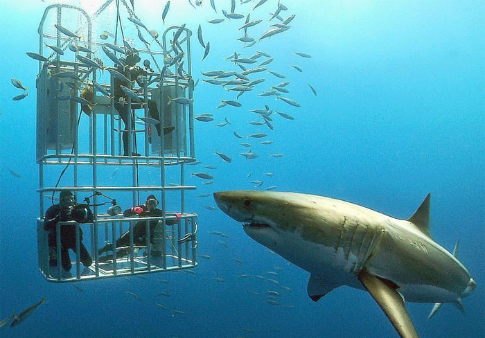 Hiu Putih Raksasa, Sang Pengganyang yang Ditakuti Manusia | RE Tawon