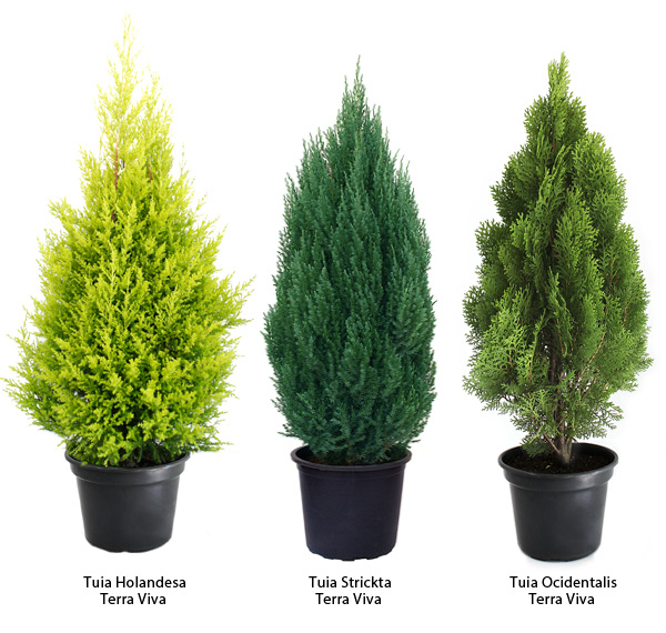 Studio Floral Dora Santoro: Tuia