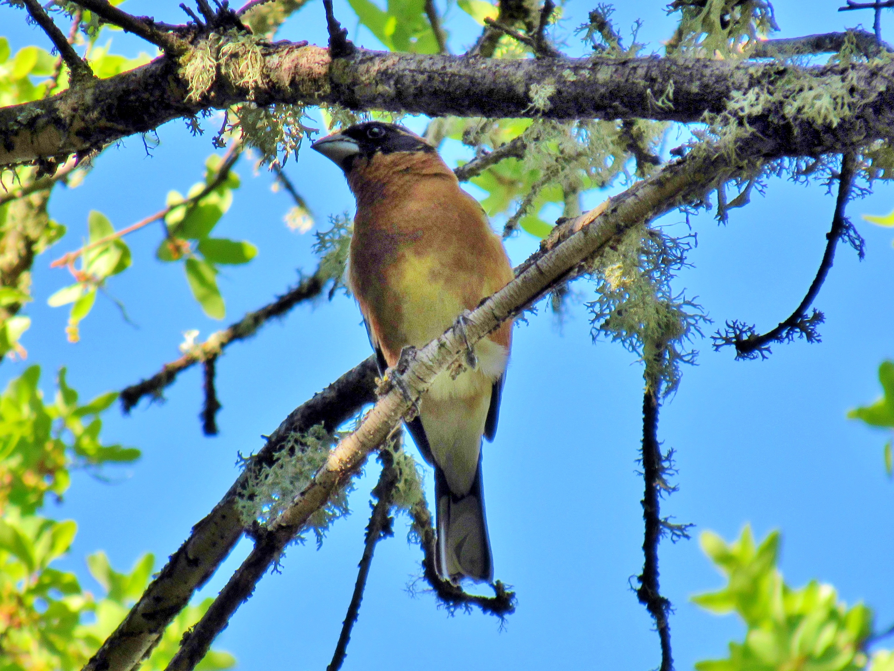 Birds of Pinnacles National Park