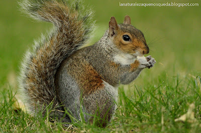 La Naturaleza que nos queda: HYDE PARK; LONDON CITY.