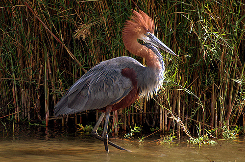 Goliath Heron Bird Facts And Pictures | All Wildlife Photographs