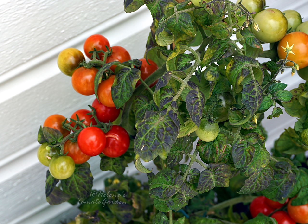 Helenes Tomater: Tiny Tim