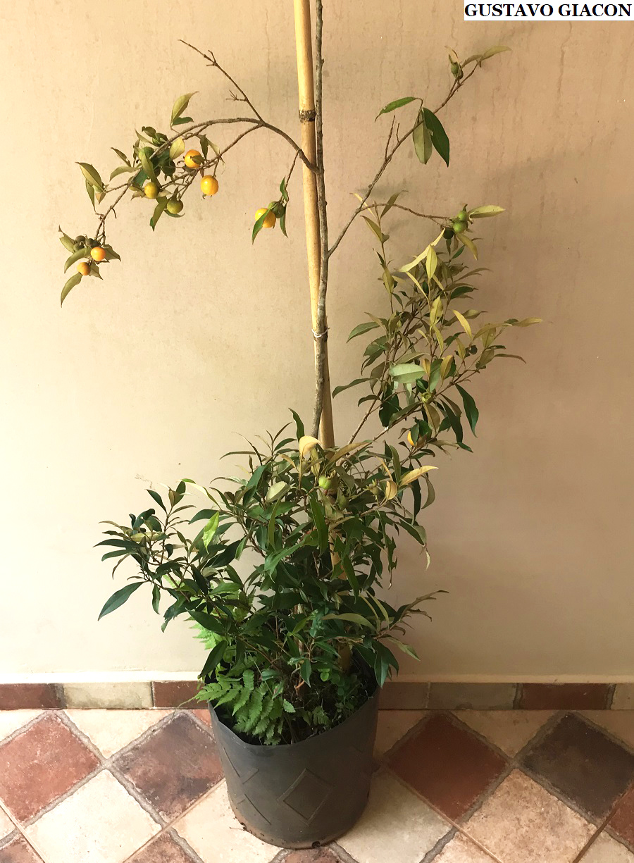 Viveiro Ciprest - Plantas Nativas e Exóticas: Pitomba Amarela da Bahia ...