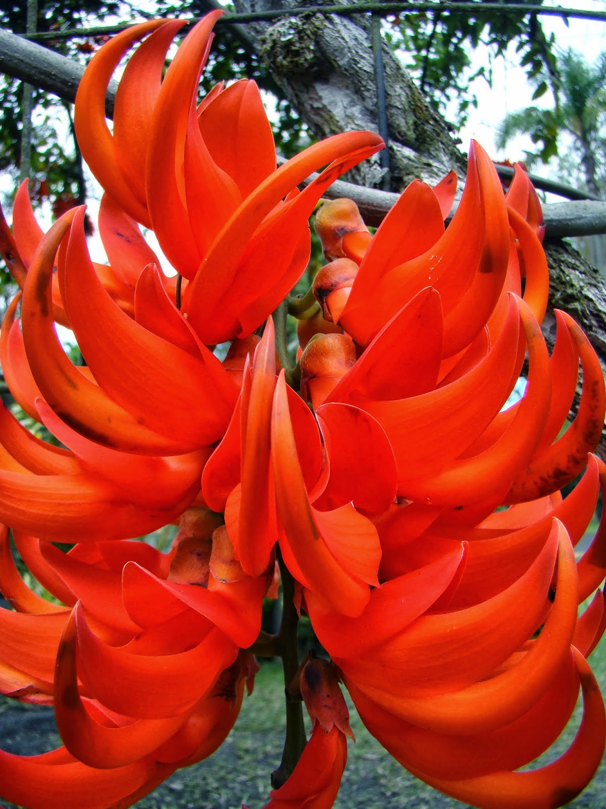 THE RED JADE VINE - Mucuna bennettii |The Garden of Eaden
