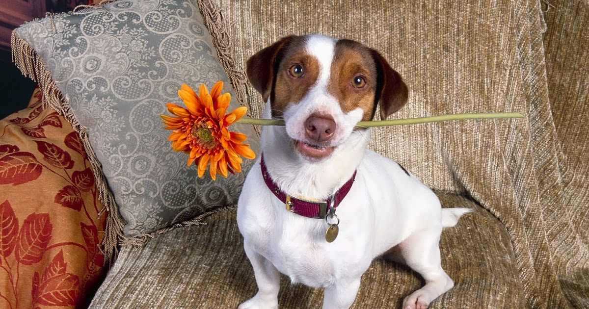 Cuidados de un perro, consejos para cuidar a tu perro y hacerlo feliz