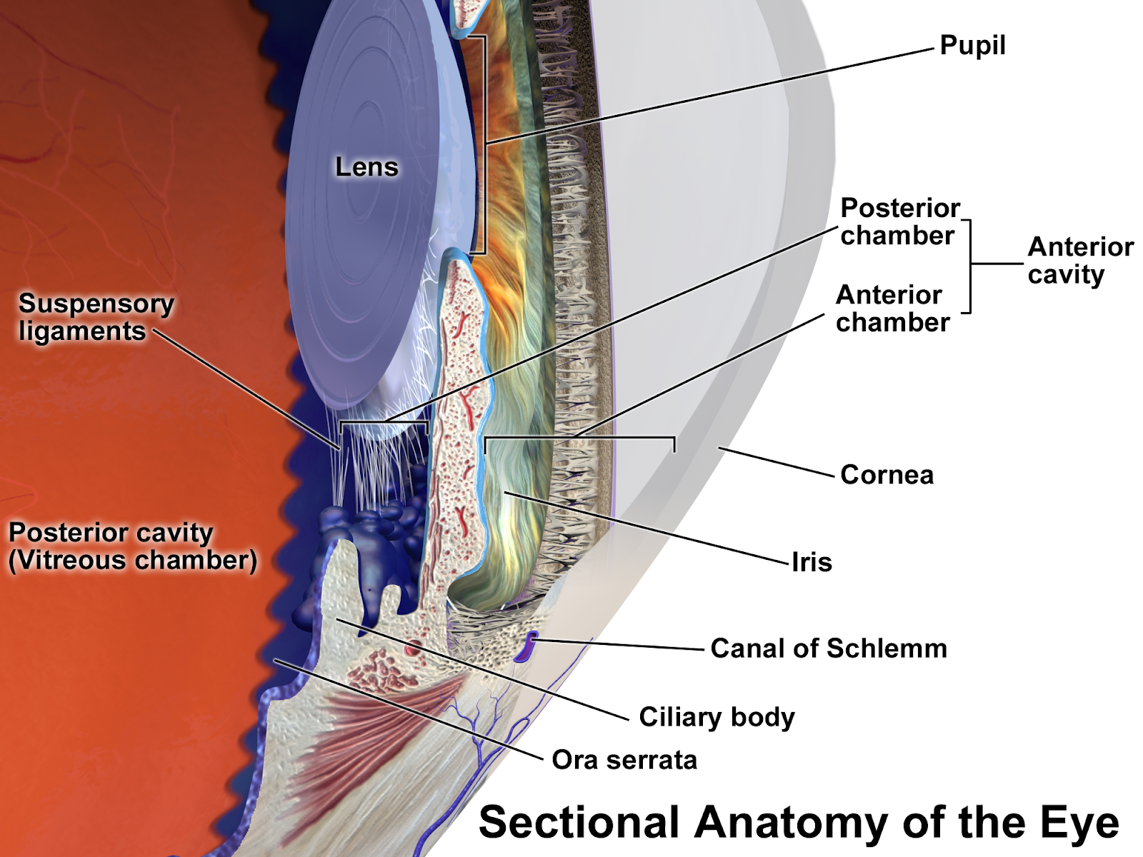 Bioinformatics of Primary Open-Angle Glaucoma (POAG)