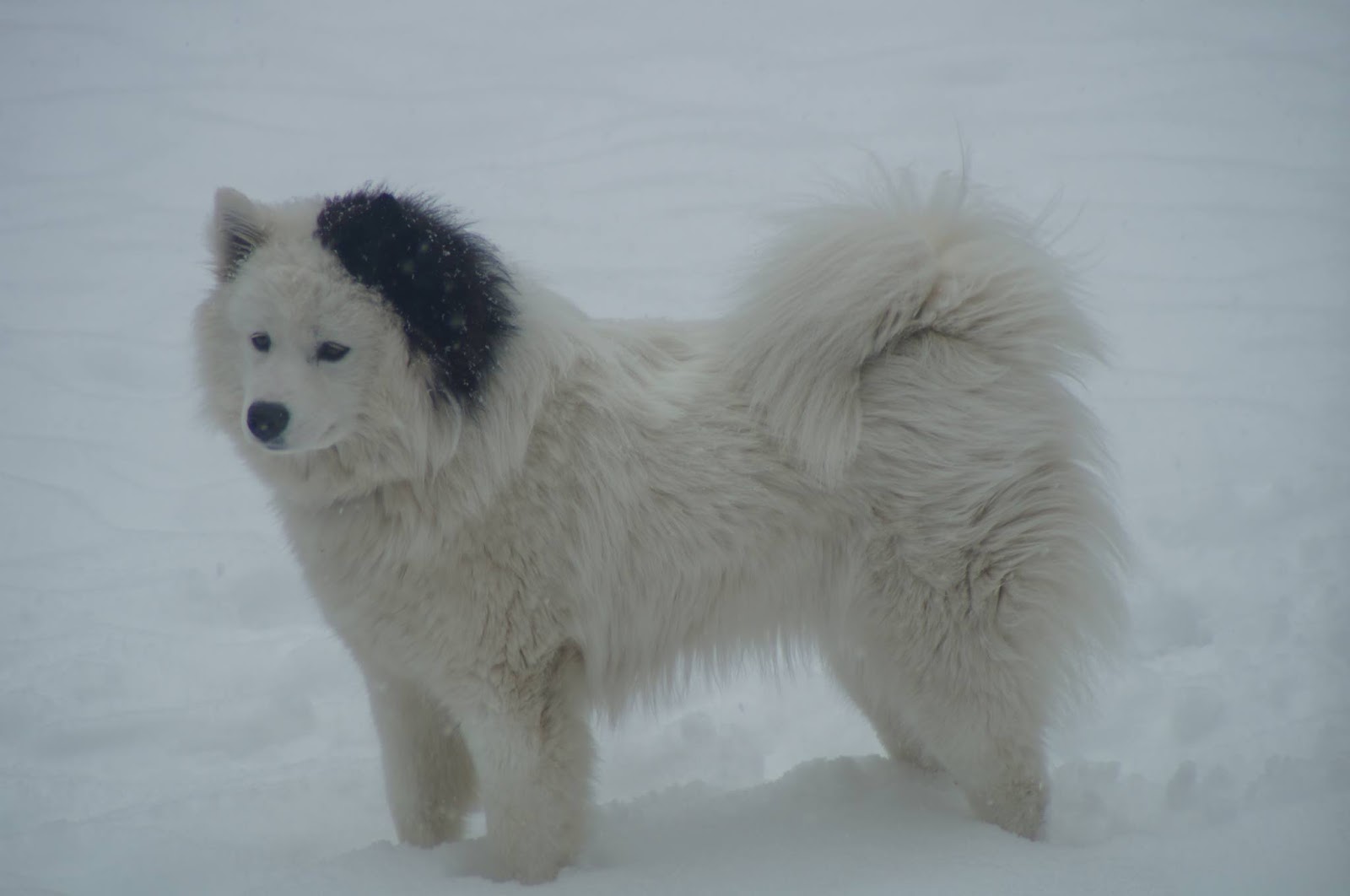 Just dog proof ?- or Samoyed proof: The history of the samoyed