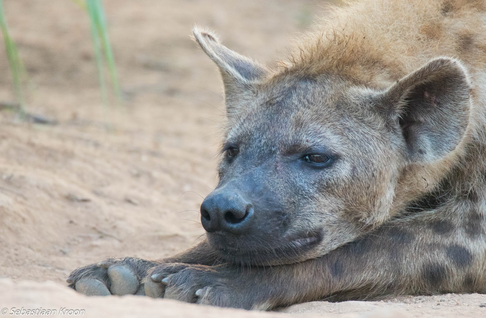 Bezoek aan een hyena hol / Visit to a hyena den