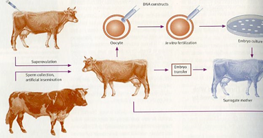 Mengenal Lebih Dekat TE (Transfer Embrio) - Elinotes - Review By Eli ...