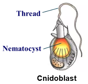Animal Kingdom - Notes | Class 11 | Part 3: Cnidaria