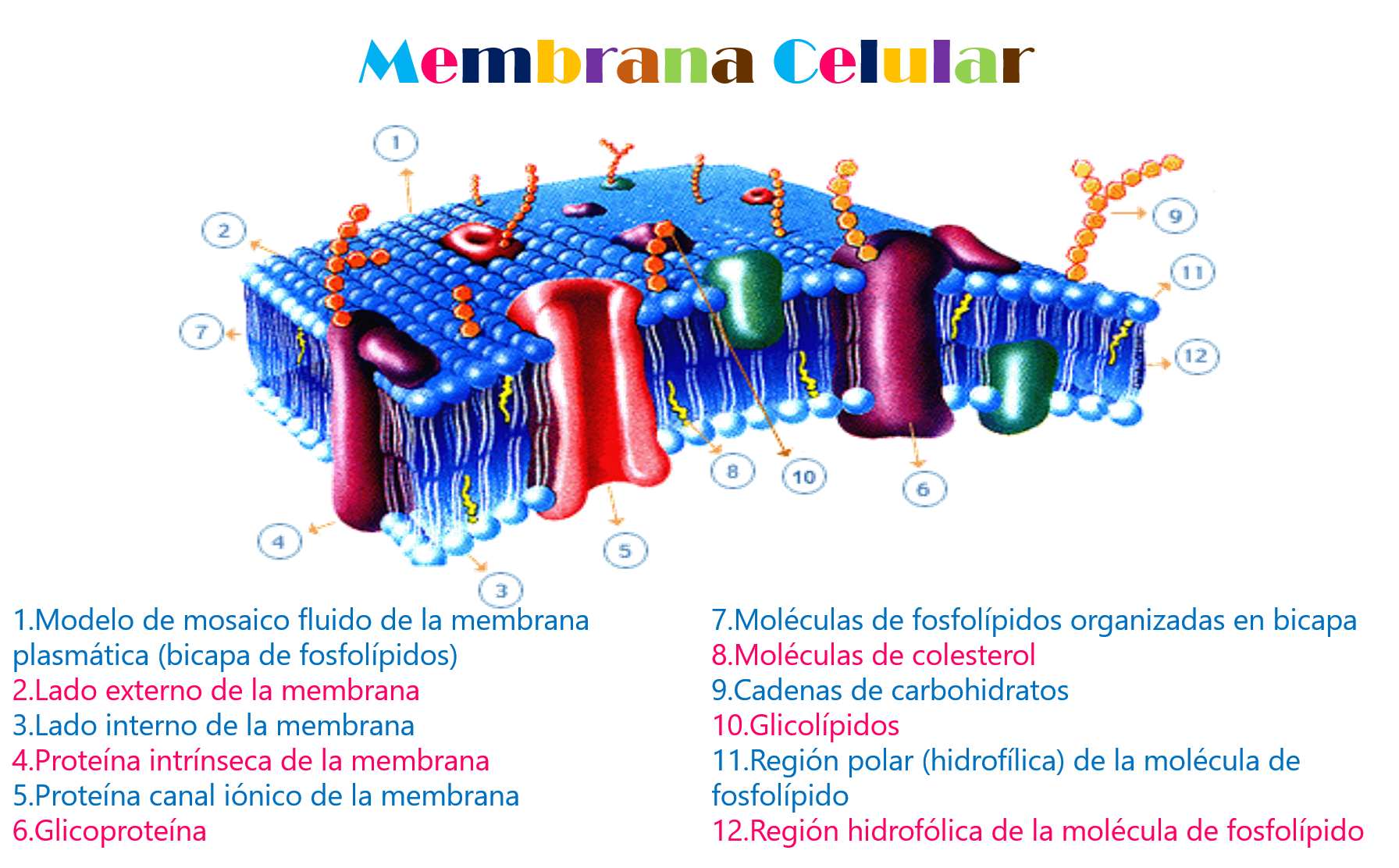 ESTRUCTURA Y FUNCIONAMIENTO DE LA ...