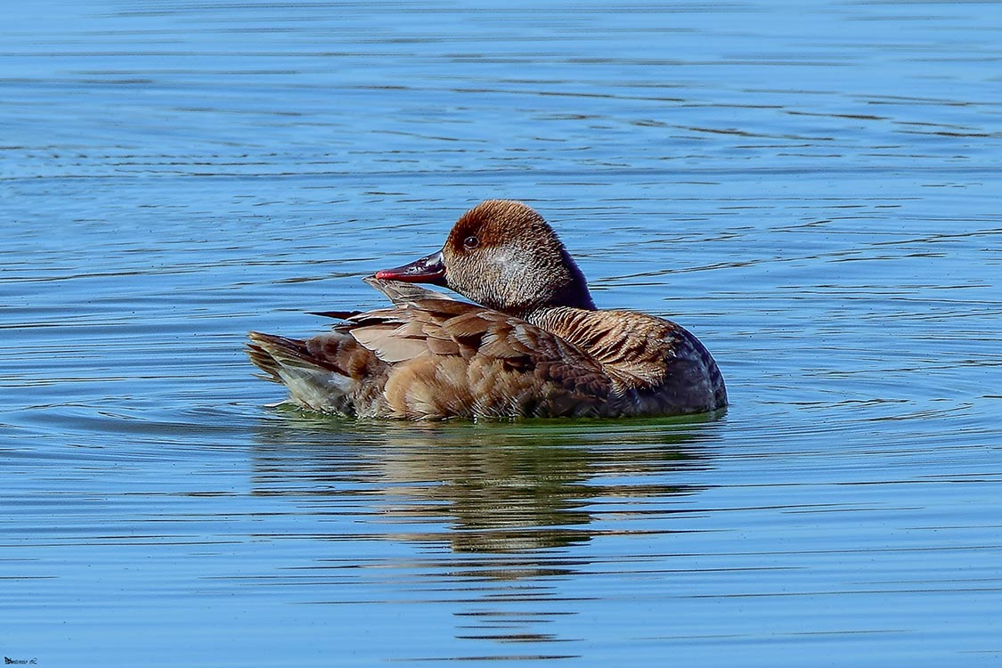 Objetivo: Naturaleza Viva: Pato colorado (Netta rufina)