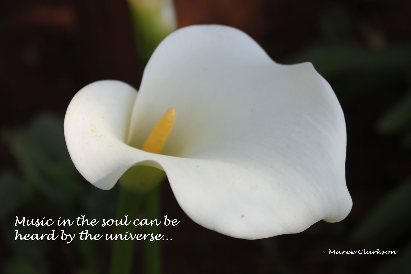 Gardening in Africa: Arum lilies after the winter