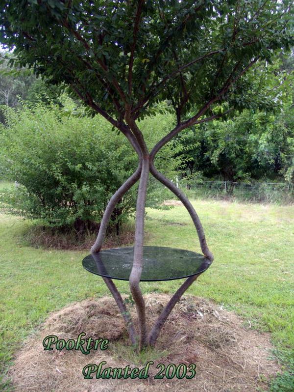 The Unusual Tree Shapes | Weird Things, Weird Pictures, Photo Blog