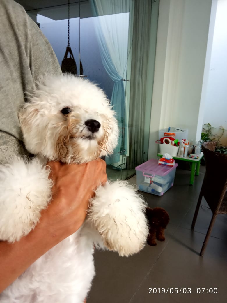 Pet lovers Indonesia: Cara merawat anjing bichon frise agar terhindar ...