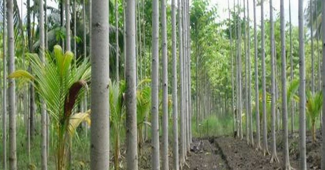 Teknik Budidaya Sengon / Albasia dengan Pupuk Organik Nasa ...
