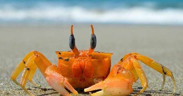 Crab Facts In Hindi crab-facts-in-hindi