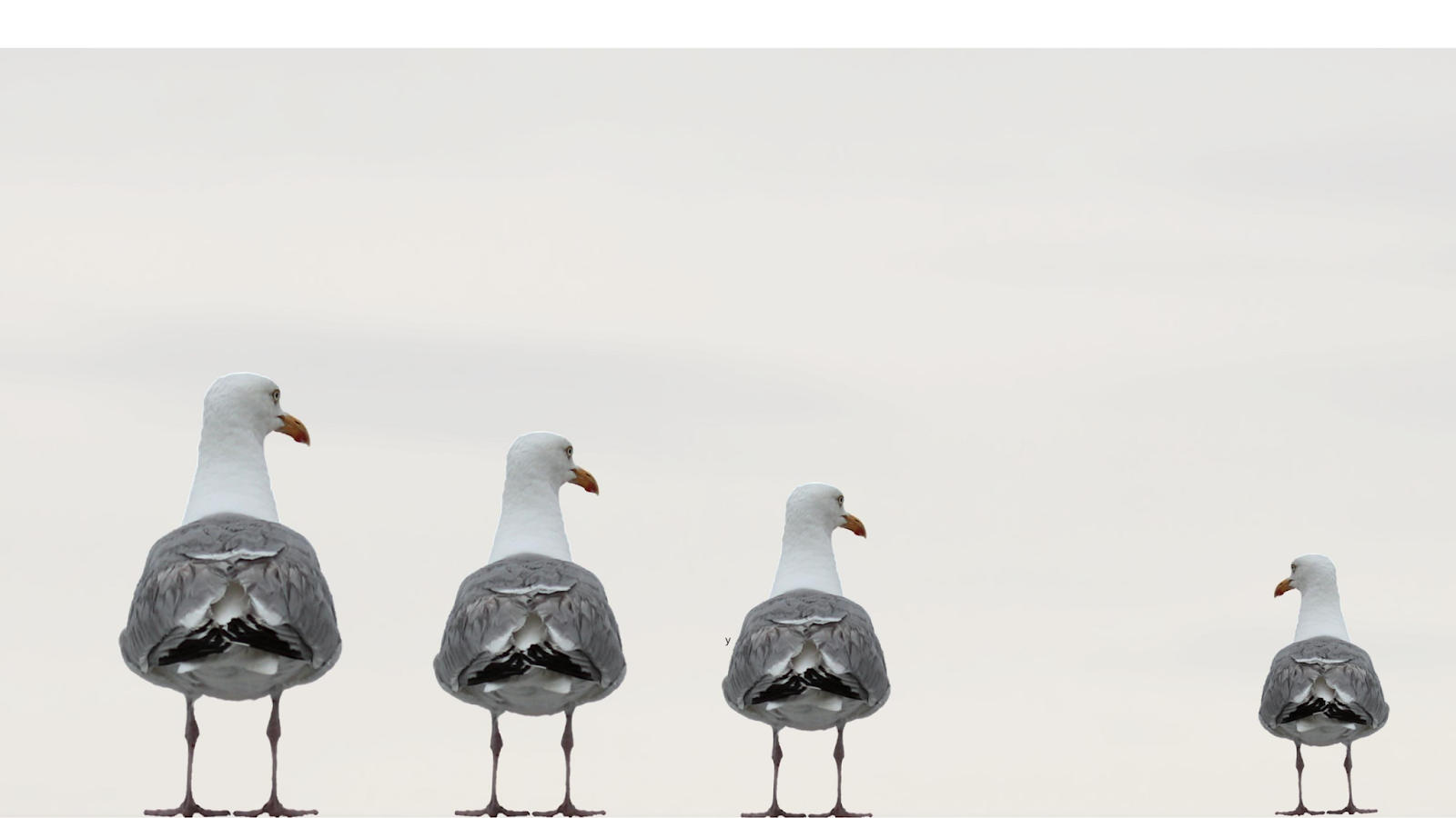 Swan, Parrot, Crow and Peacock - Learn Something New