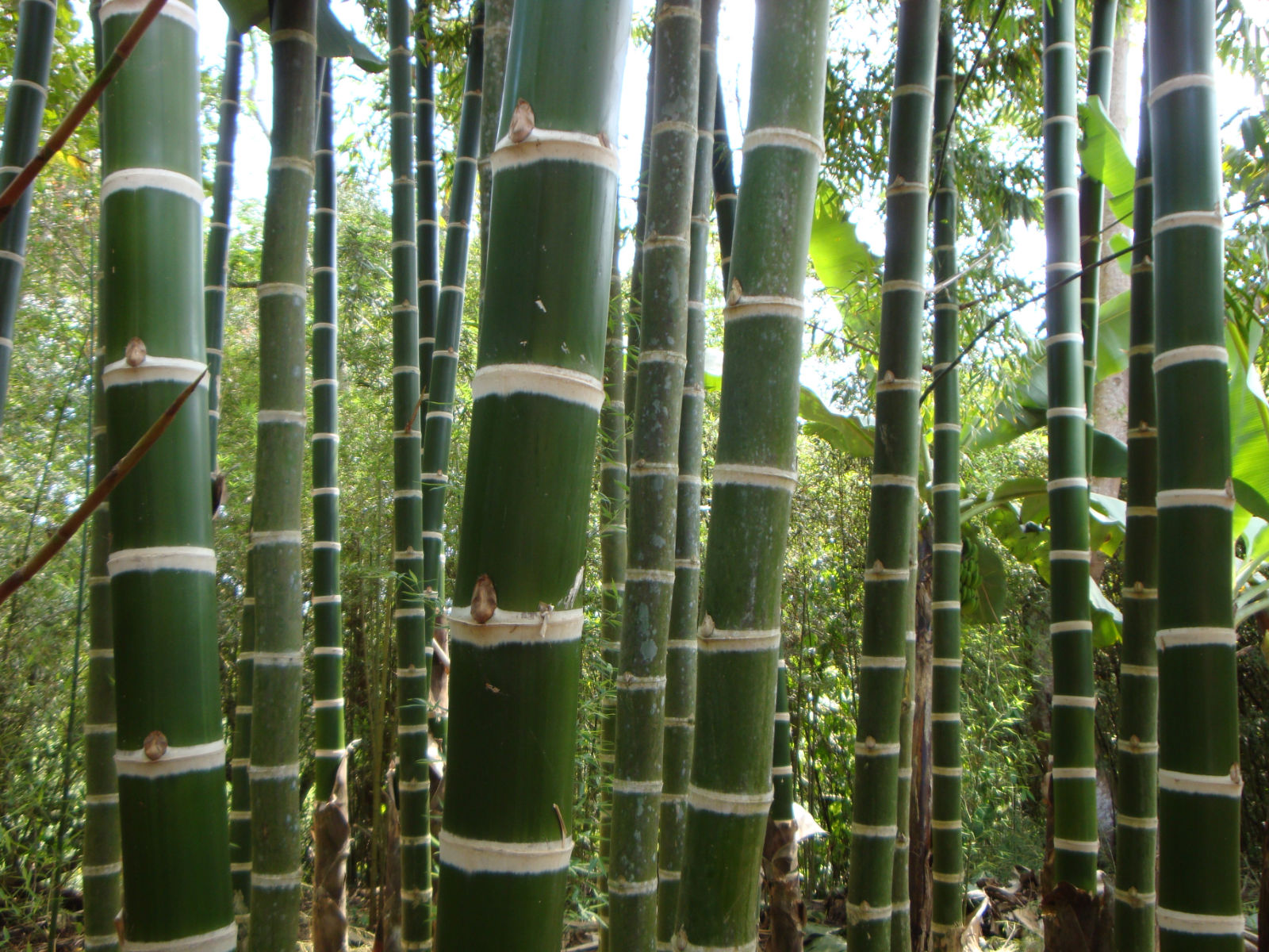BAMBU BLOG | Sitio da Mata: Bambu Guadua - O Mais Forte do Mundo
